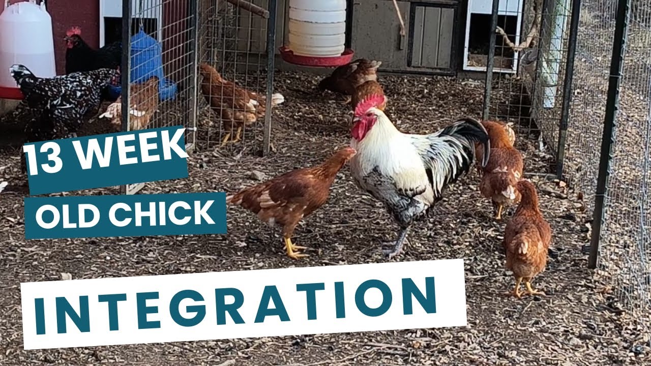 Integrating 13 Week Old Chicks. - YouTube