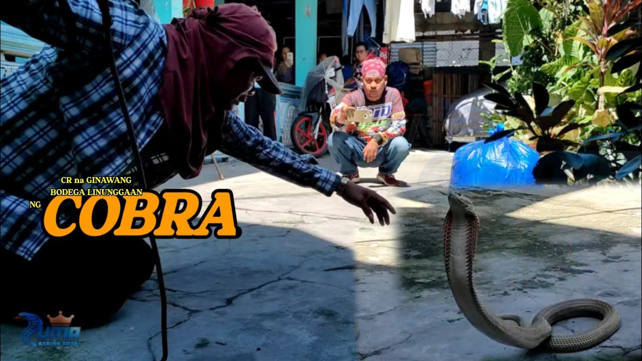 Cr Na Ginawang Bodega Linunggaan Ng Cobra Zuma Haring Ahas Youtube