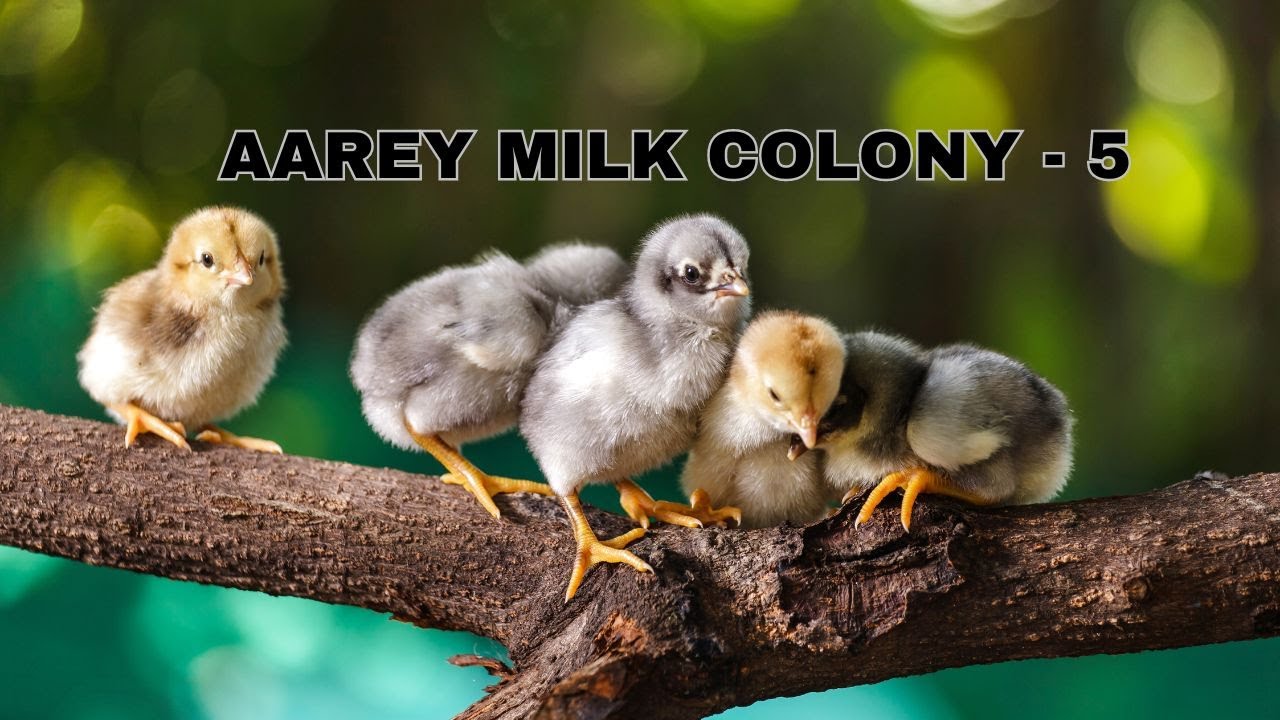 Aarey Milk Colony 5 Mumbai Birds and wild life - YouTube