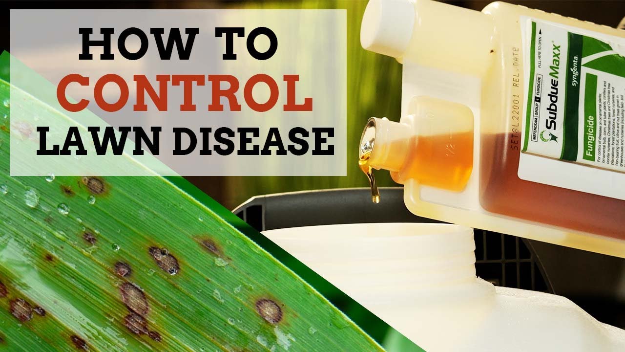 How to Control Lawn Disease // Cool Season Lawn Guide - YouTube