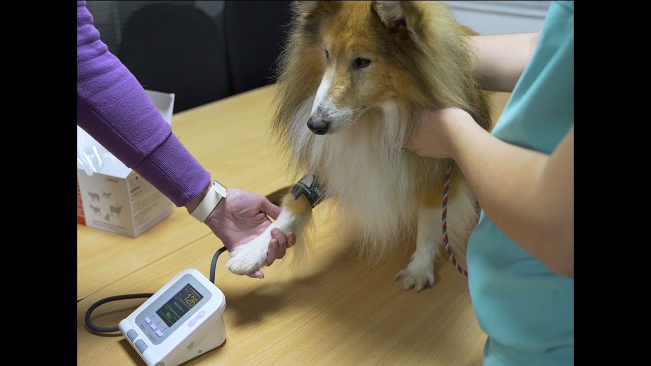 How to secure the blood pressure cuff on the Contec 08A Vet - YouTube