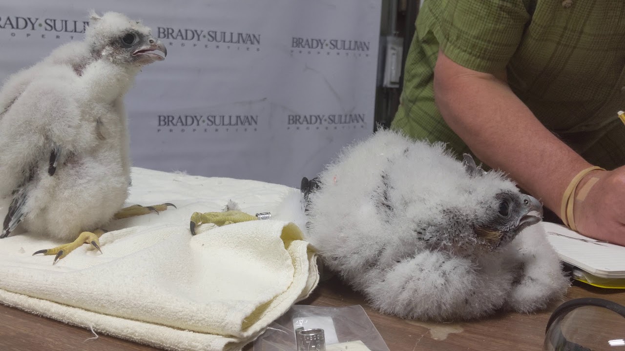 2020 Banding Manchester NH Falcons - YouTube