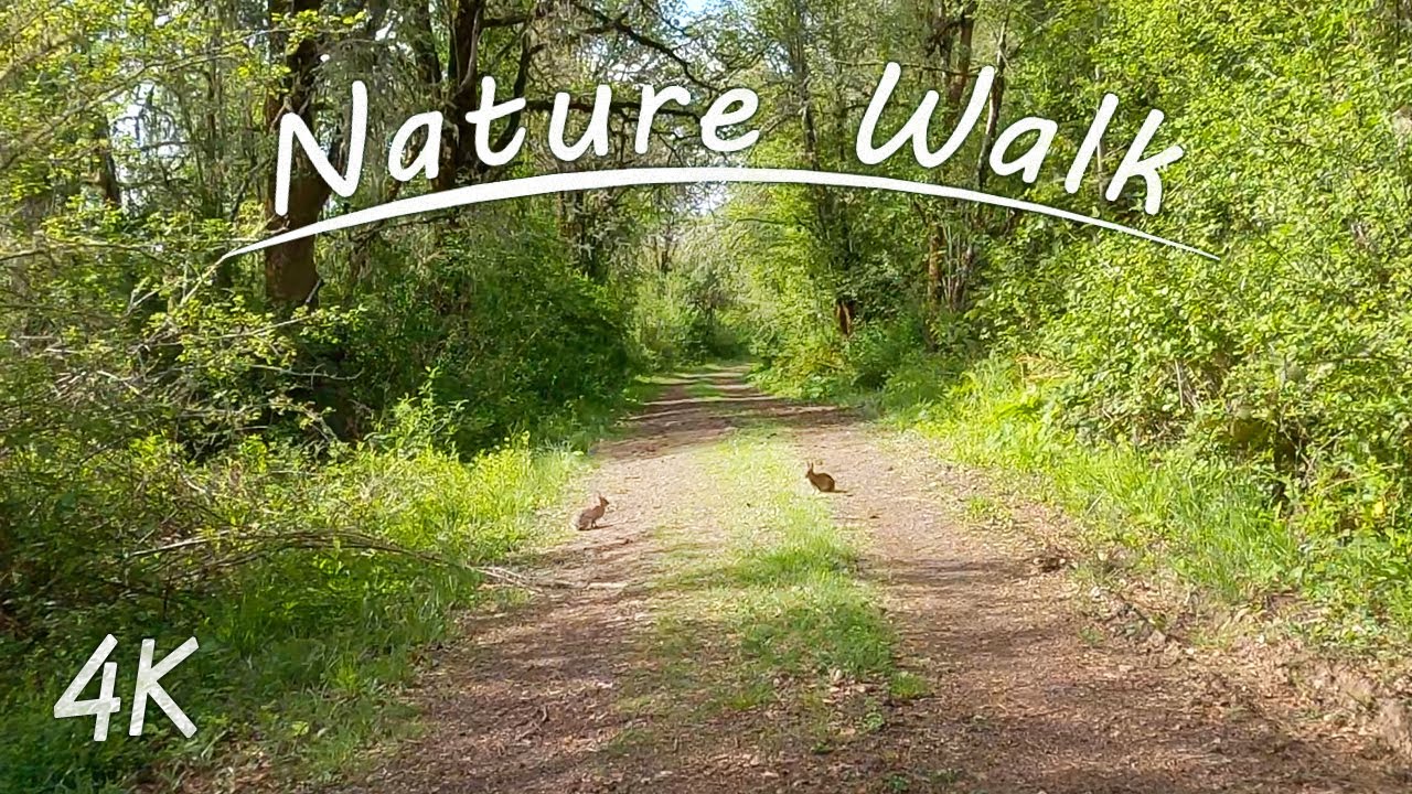 Woodland Marsh Nature Walk | 4K Virtual Hike | Nature Sounds - YouTube