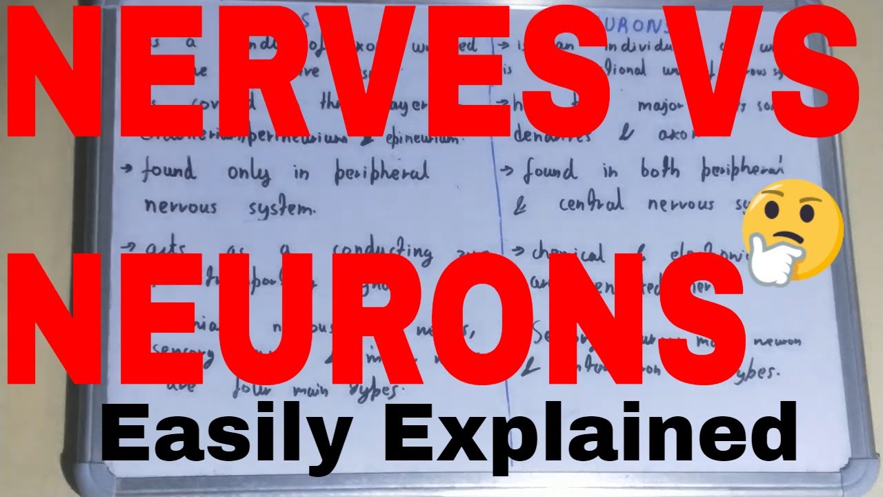 Nerves vs Neurons|Difference between nerves and neurons|Nerves and ...