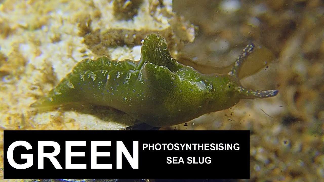 Green Sea Slug