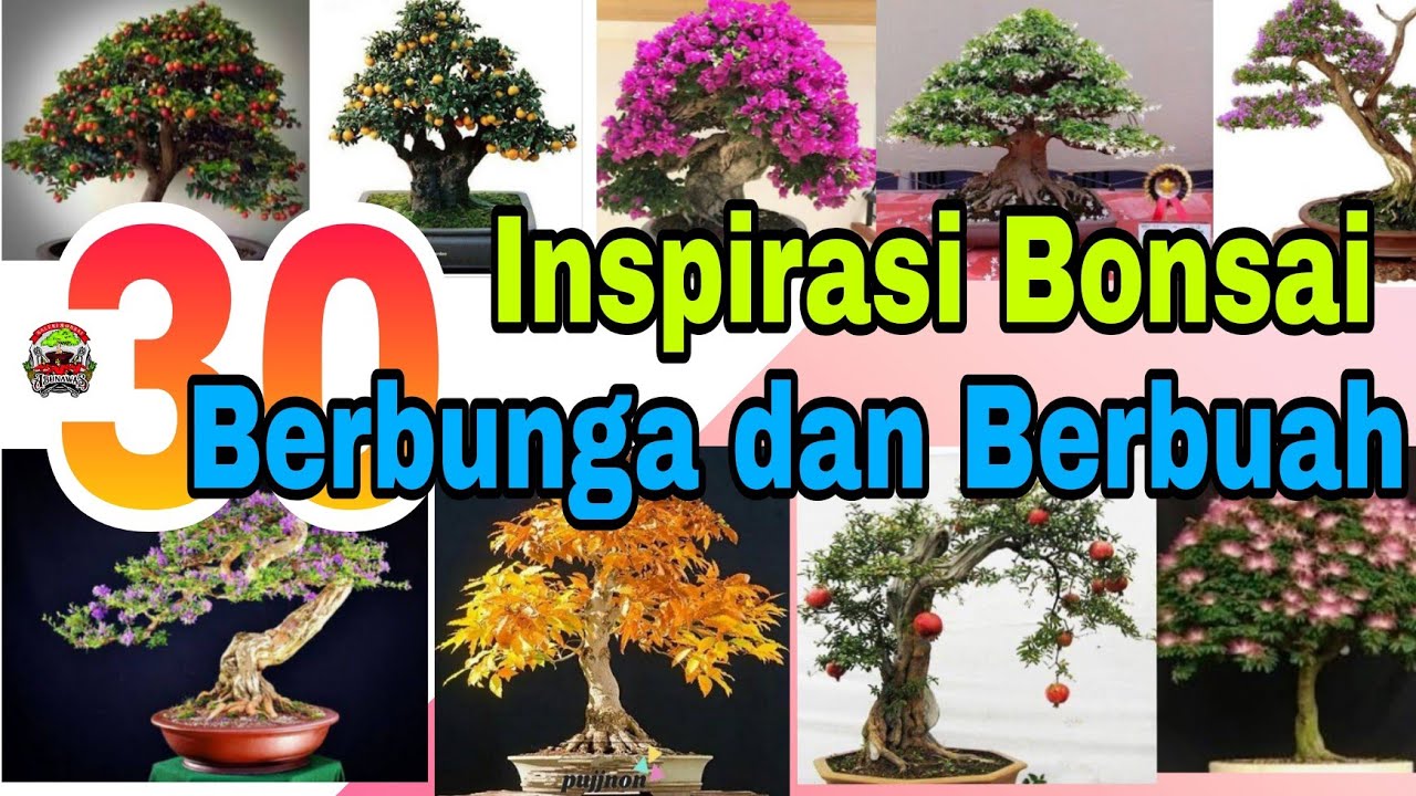 Keindahan Bonsai Yang Berbunga dan Berbuah @galeriabunawaschannel598 ...