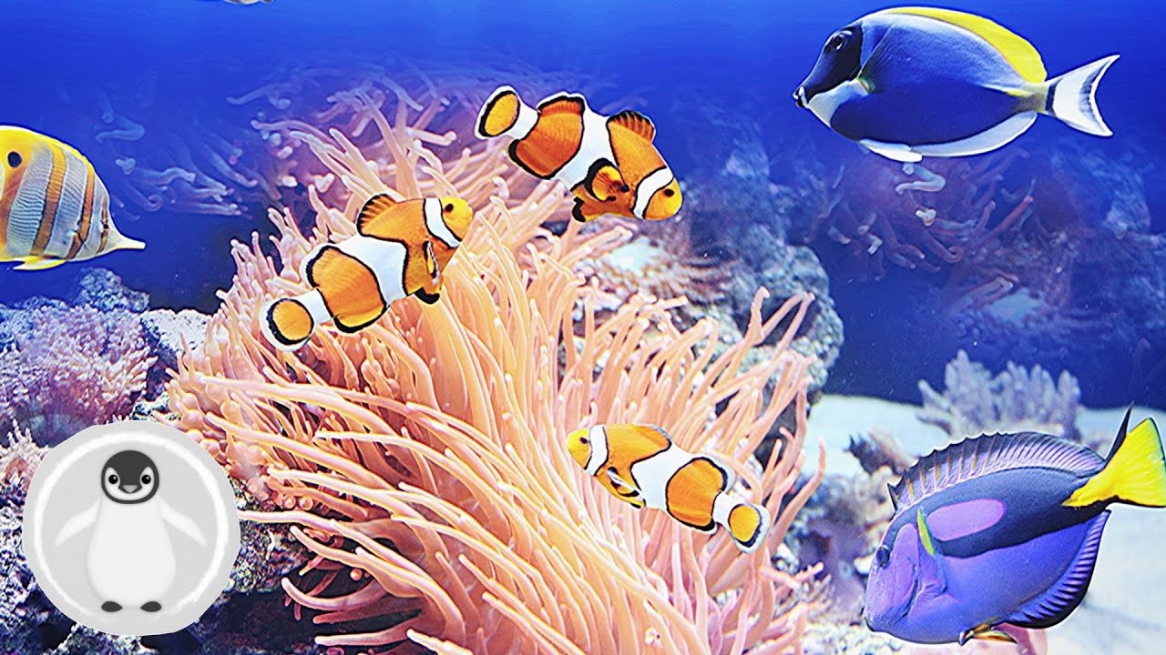 Blue Tang Fish And Clown Fish