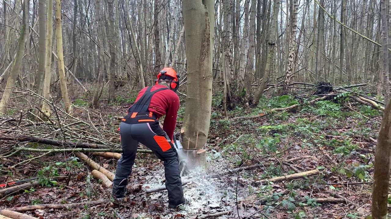 Voorover hangende boom vellen met halterband methode - YouTube
