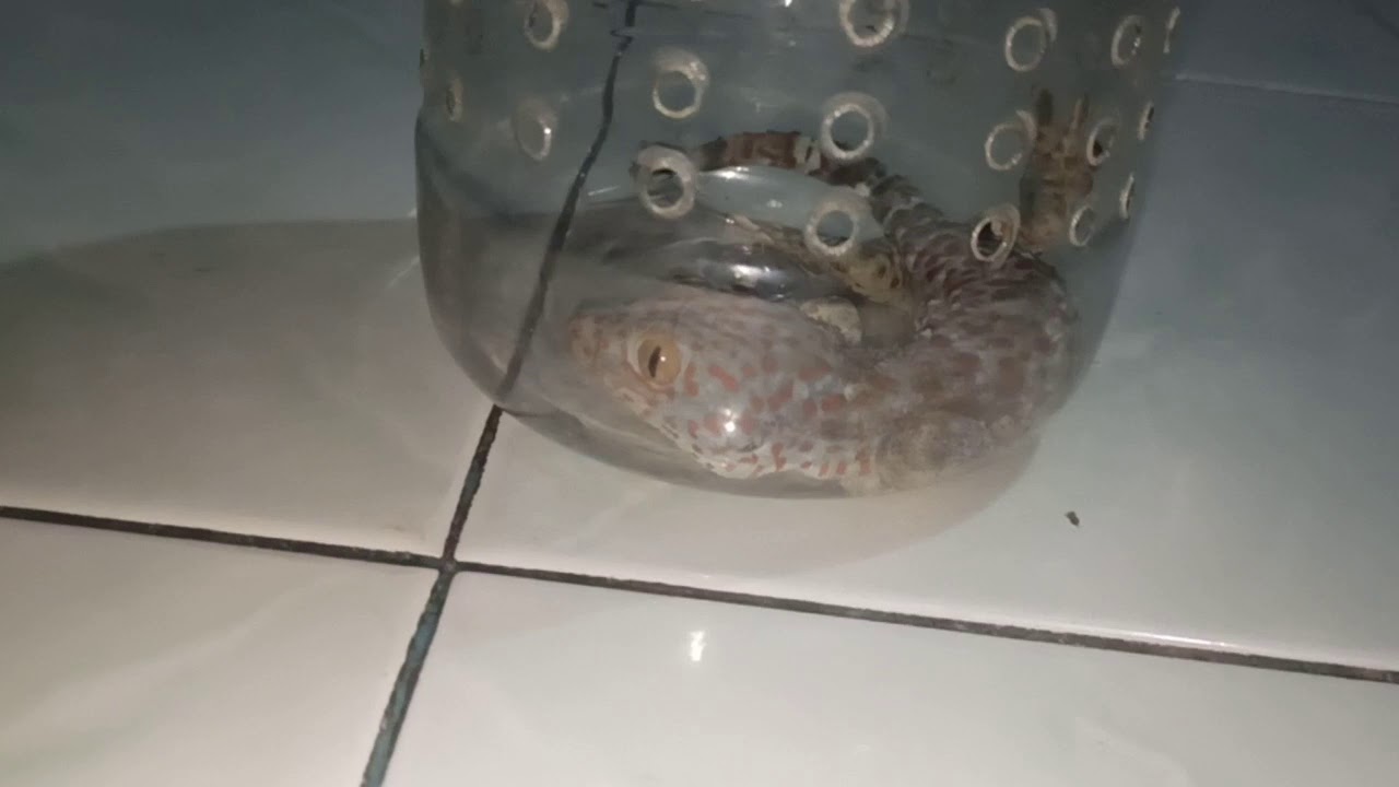 TOKEK VIRAL HARGA MAHAL - YouTube