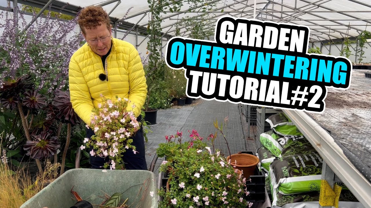 Overwintering My Potted Perennials Such as Gaura, Impatiens ...