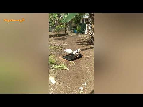 🌟🌟🌟 Angsa Kantoi ditangkap Mandi Basah 🌟🌟🌟