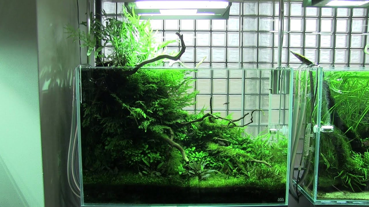 [ADA view 451] Follow-up video of NA Gallery aquariums. - YouTube
