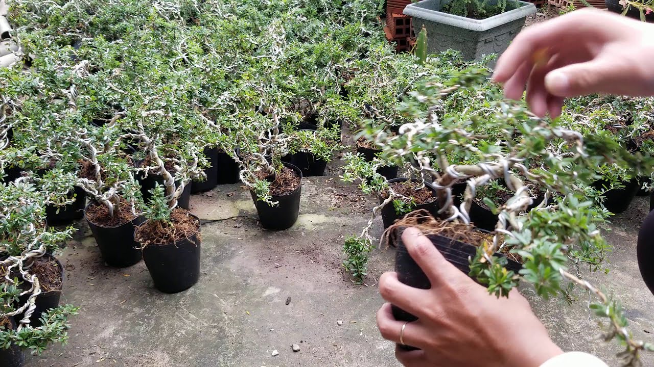 linh sam 86 bonsai mini giá rẻ | 0933.368.532 | tiểu cảnh non bộ ...