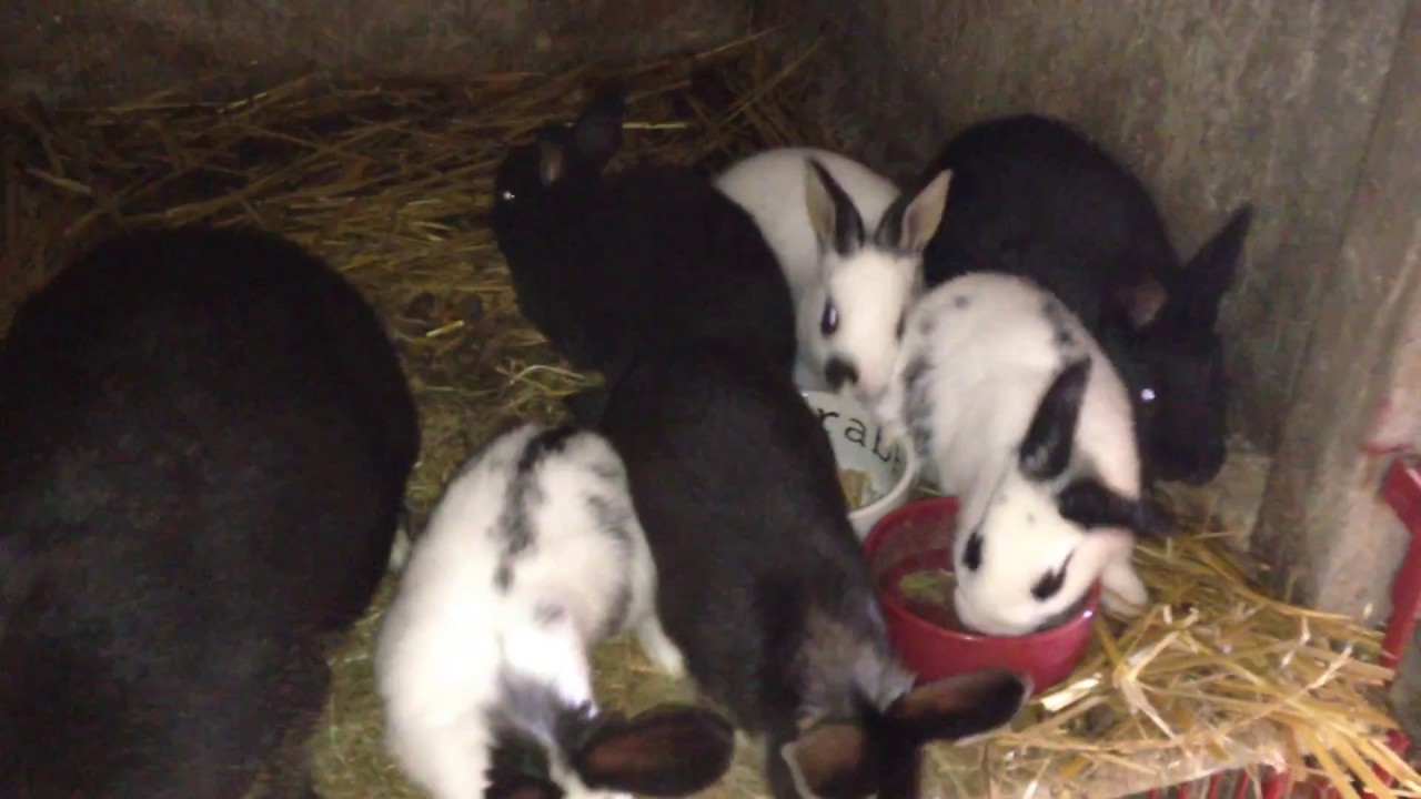 Lapereaux de 5 semaines - YouTube