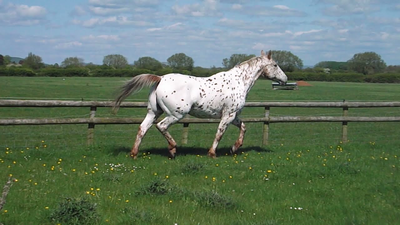 Beautiful mare video - YouTube