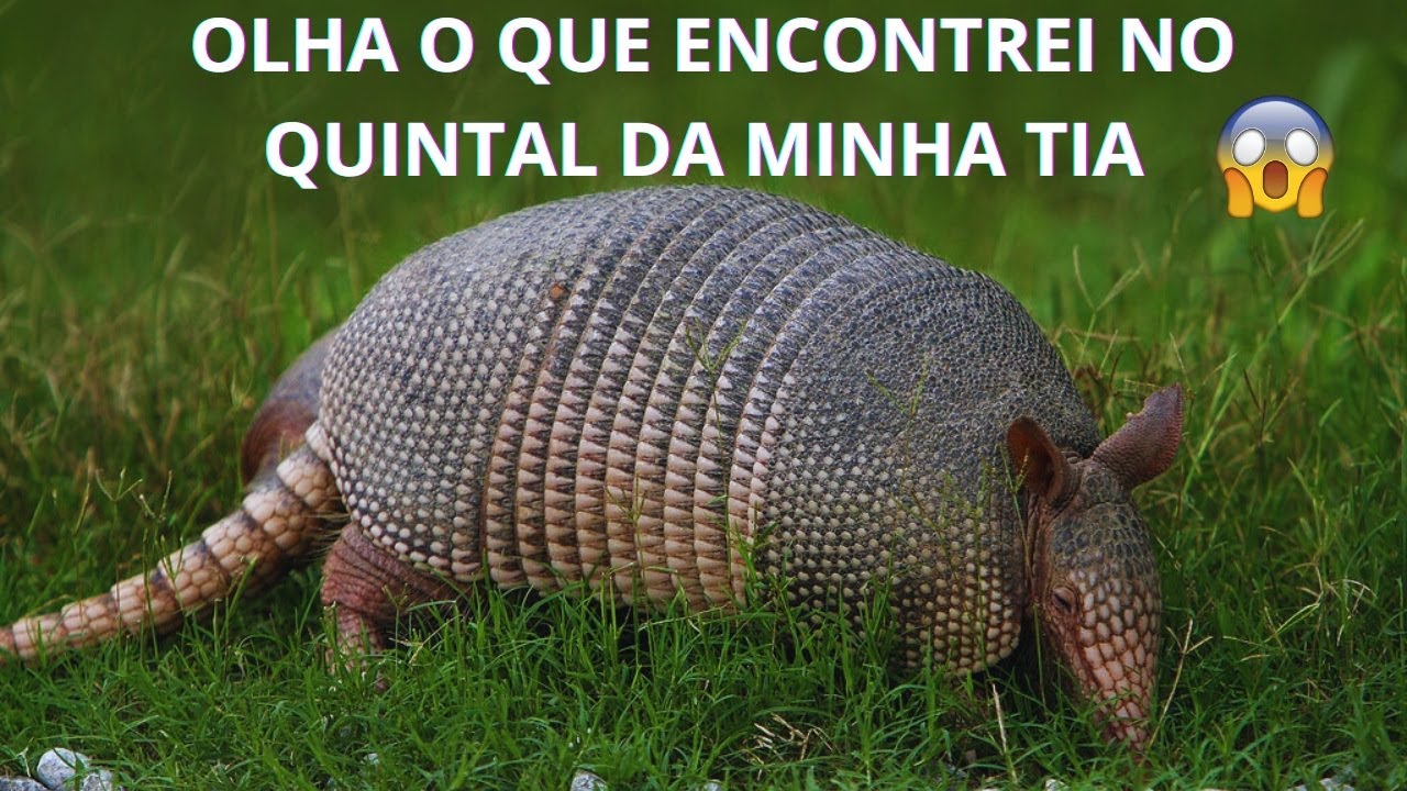💜 FUI NO QUINTAL E ACHEI UM TATU PEBA - YouTube