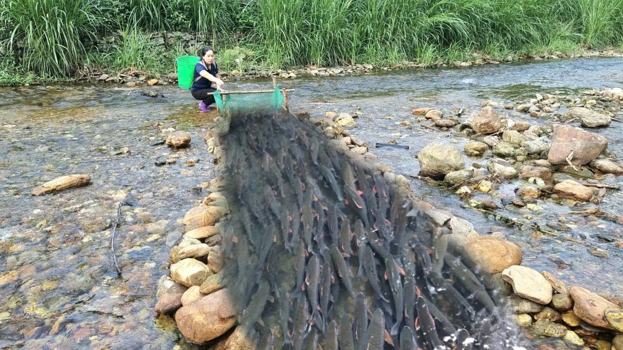 The Secret of the River: Girl’s Traditional Method Catches Tons of Fish ...