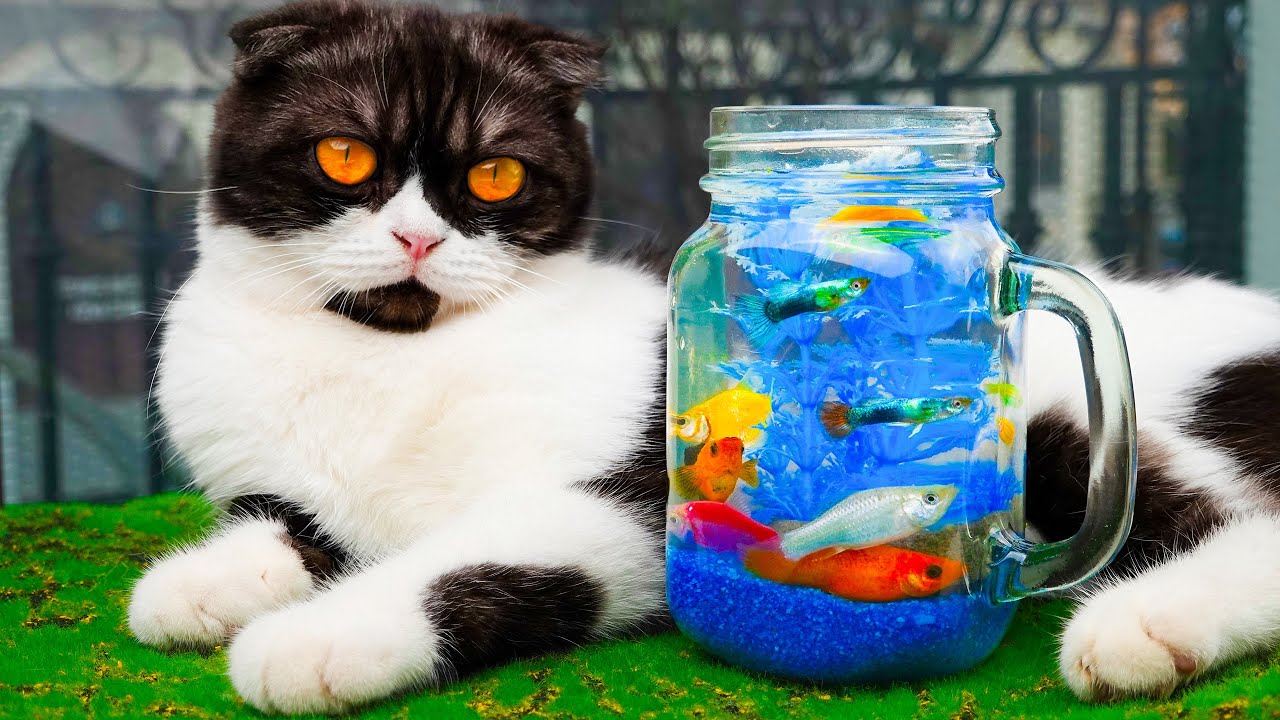 Aquarium up mini: blue sand, rainbow fish, goldfish, zebrafish ...