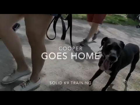 Cooper Goes Home - Solid K9 Training (2020) - YouTube