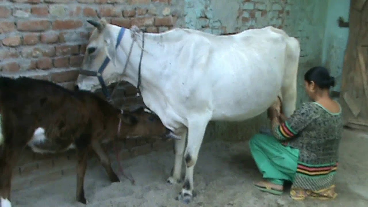 Cow Milking by Hand in Indian village | Traditional Method of Milking a ...