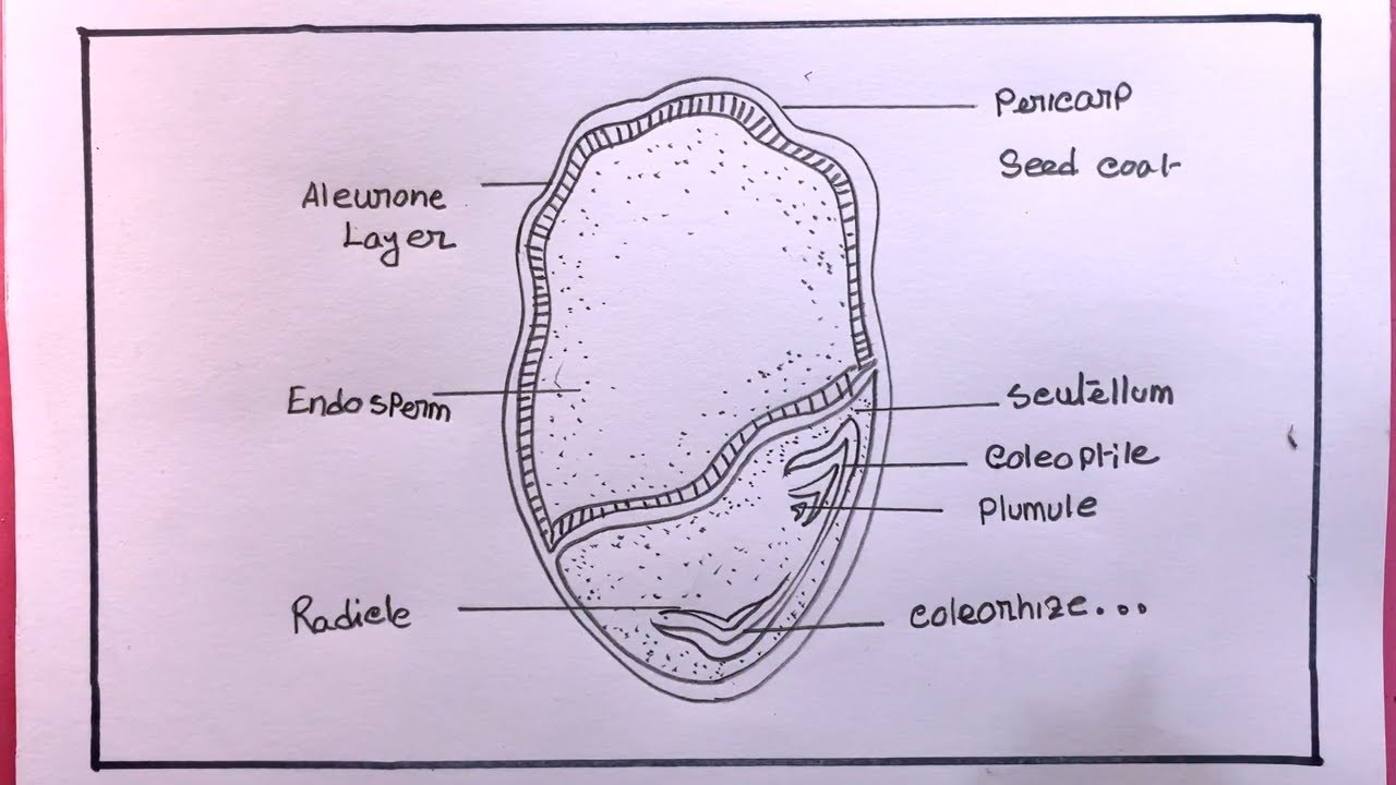 How To Draw Structure Of Maize Grains/Maize Grains Drawing - YouTube