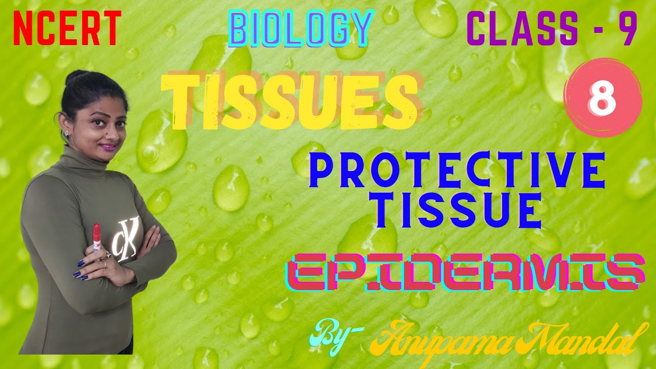 TISSUES | PROTECTIVE TISSUE - EPIDERMIS | CLASS - 9 | BIOLOGY | NCERT ...