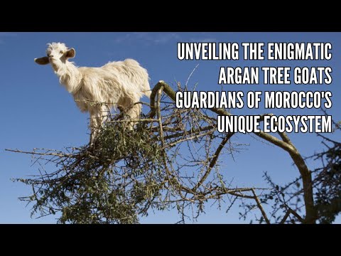 What Is The Ecosystem Of Morocco