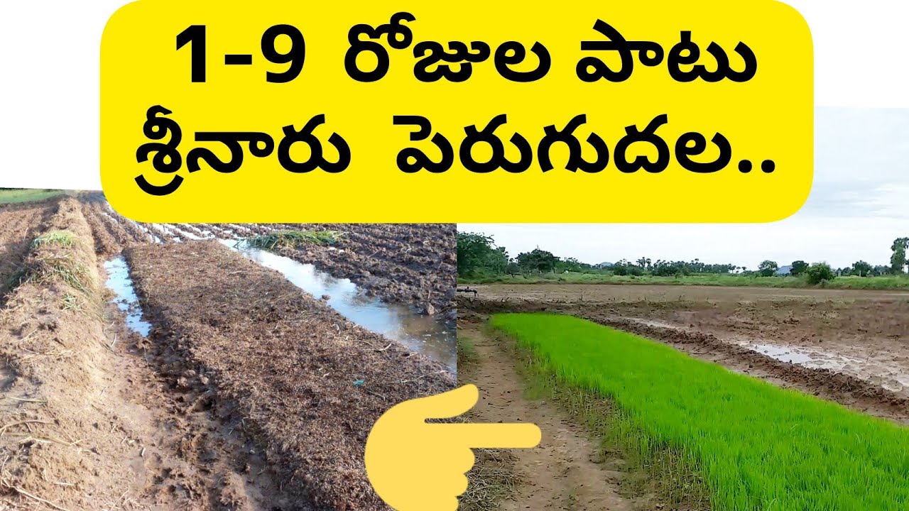 శ్రీవరి 1-9 days paddy observation || paddy cultivation || srivari sagu ...
