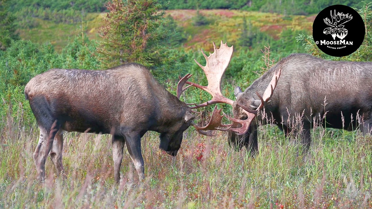 Big Bull Moose Grumpy Teaches Young Bull - YouTube