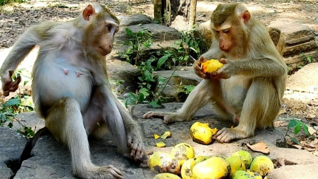 Monkey Katrina eating yellow mango yummy yummy - YouTube