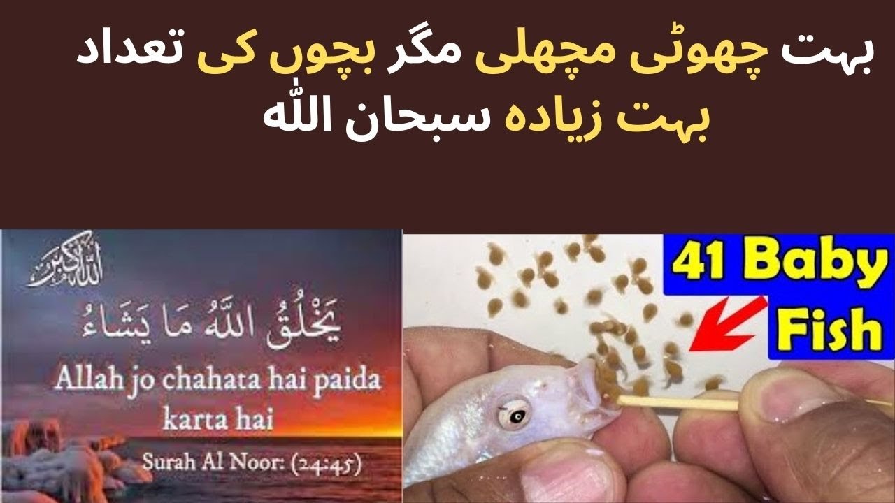 Very small fish, but the number of children is very high Subhan Allah ...