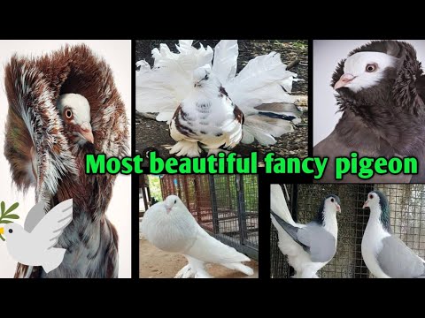 Most Beautiful Fancy Pigeon Setup | Fancy pigeon video | indian ...