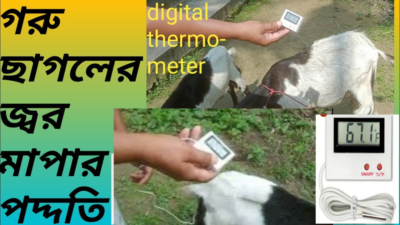 ছাগলের জ্বর মাপার পদ্ধতি ৷৷ Goat fever measurement by digital ...