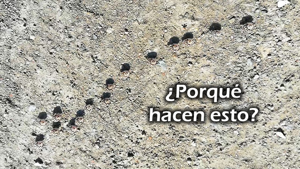 Extraño comportamiento gregario en chinches hediondas. ¿Por qué lo ...