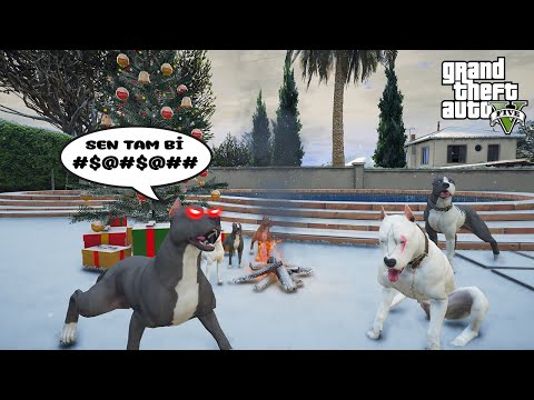 TERMİNATÖR BABASI BEYAZ PİTBULL JACK'E KÜFÜR EDİYOR! - GTA 5