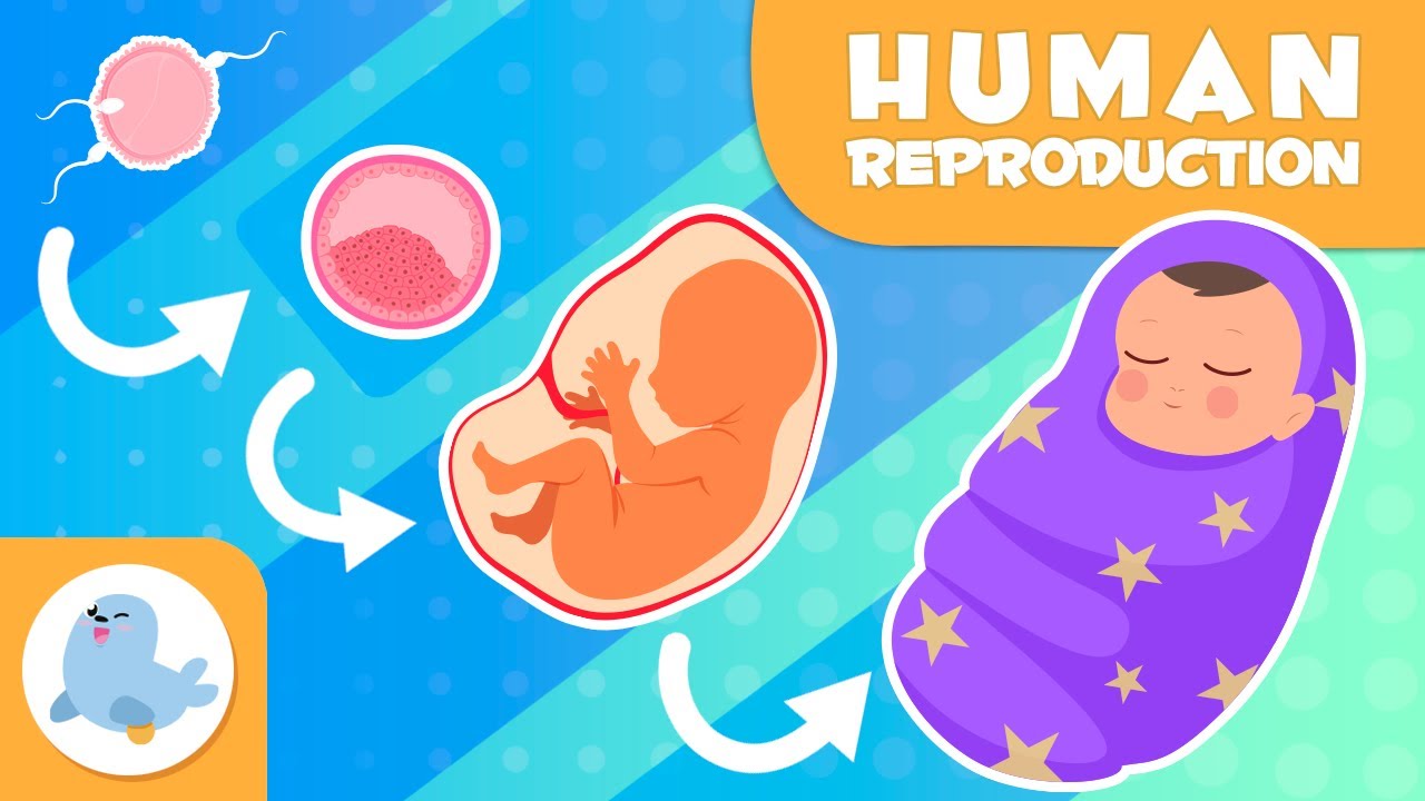 How Do Humans Reproduce For Kids