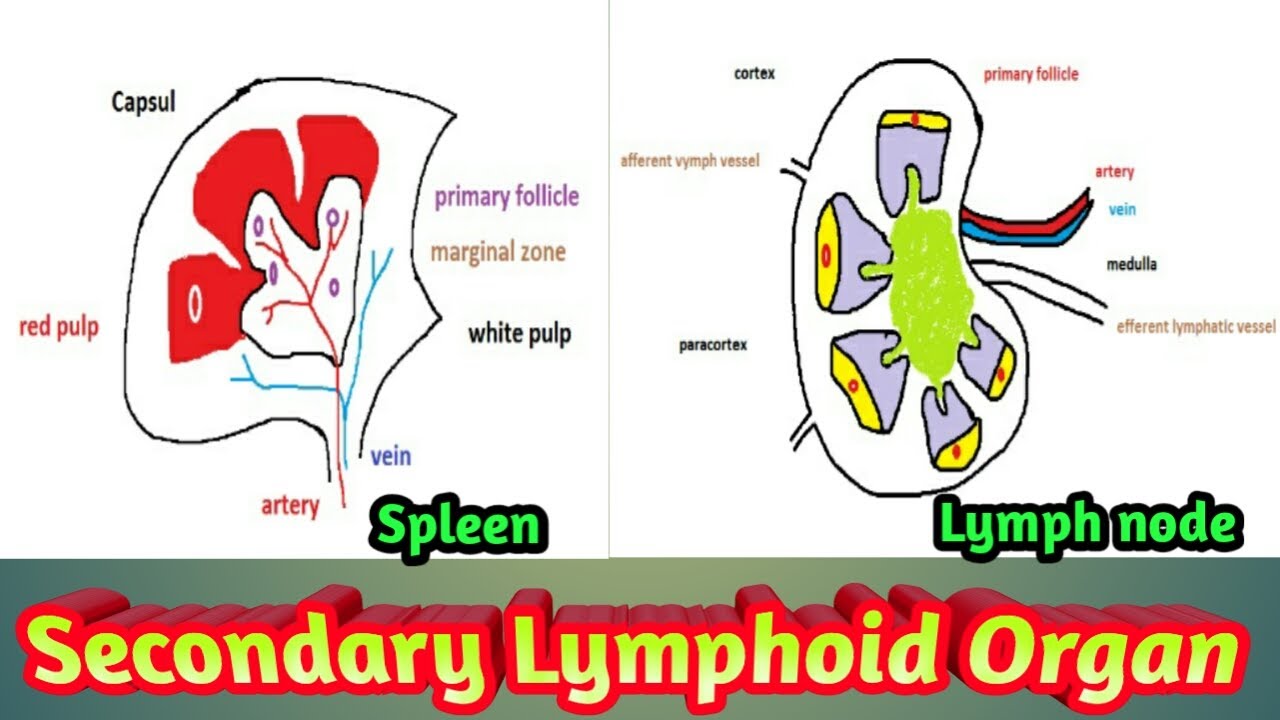 Secondary lymphoid organ|organs of immune system|human lymphoid organs ...