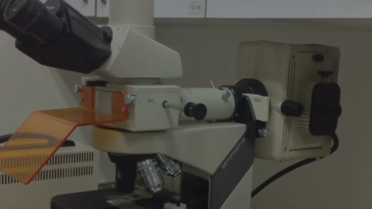 MICROSCOPIA DE FLUORESCÊNCIA Aula 6.9 - YouTube