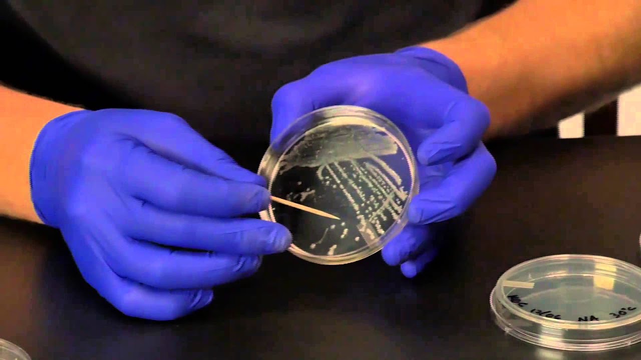Instructional Video - Proof Plate Techniques - YouTube