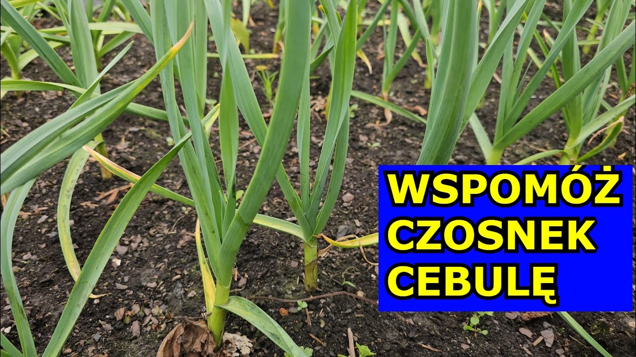 Pomóż Czosnkowi i Cebuli. Czy Uprawa Czosnku i Cebuli jest Zagrożona ...