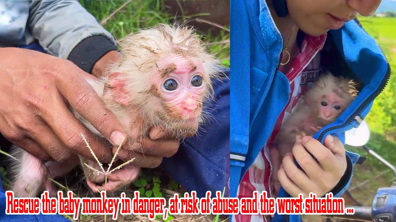 Rescue the baby monkey in danger, at risk of abuse and the worst ...