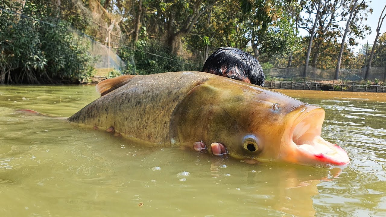 Cast Net Fishing | Net Fishing | Best Net Fishing Video #fish_video # ...