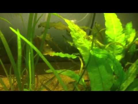 Blue-tailed Fire Bellied Newt Aquarium - YouTube