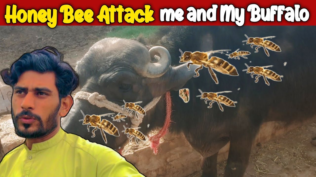 Honey Bee attack me and my Buffalo 🐃| Honey Bee attack| Pakistan Lifestyle vlog #vlog #honeybee ...