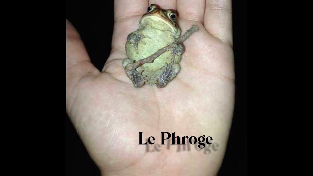 le phroge: The le Fishe sequel - YouTube