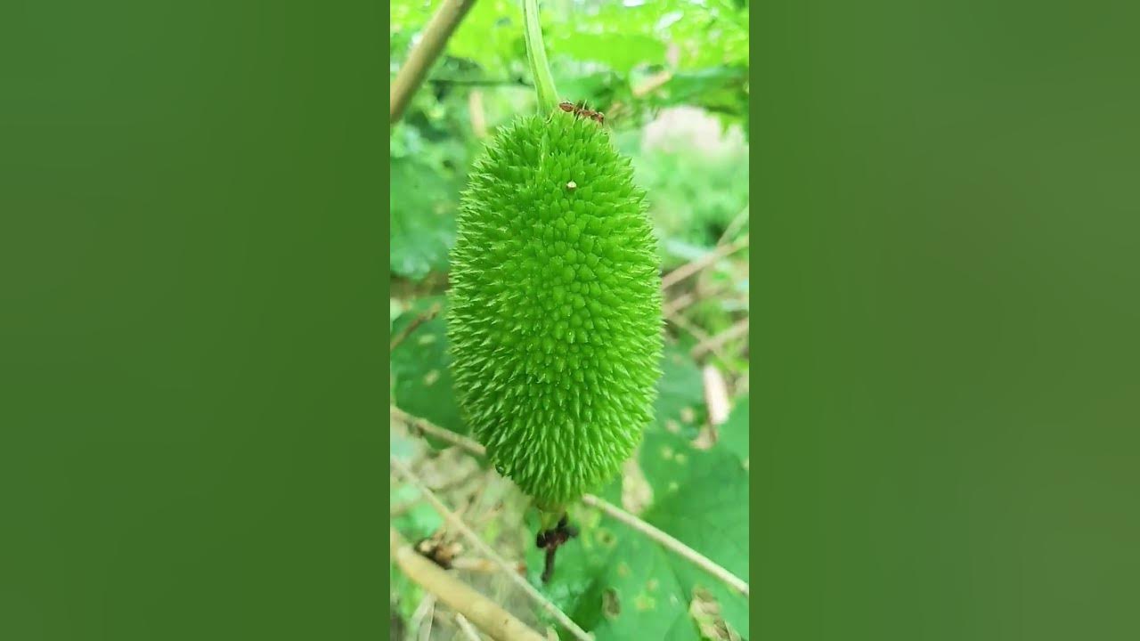 what-is-the-fruit-s-name-do-you-know-nature-youtube