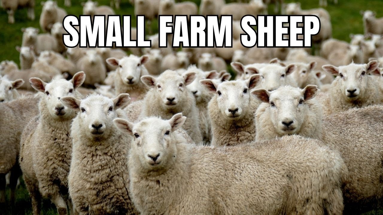 5 Sheep Breeds for Small Farms - Sheep Breeding - YouTube