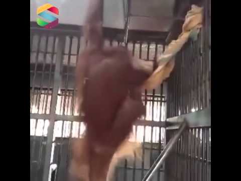 kendine hamak yapan maymun