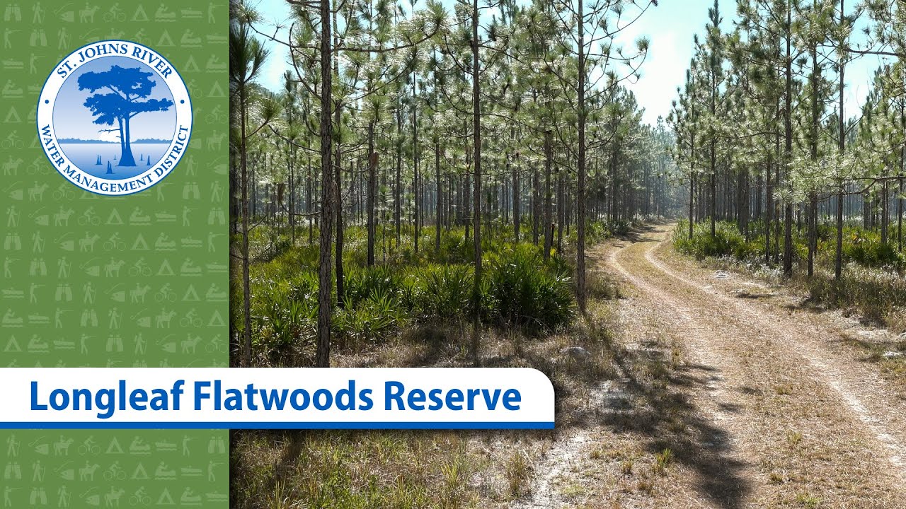 Longleaf Flatwoods Reserve - YouTube