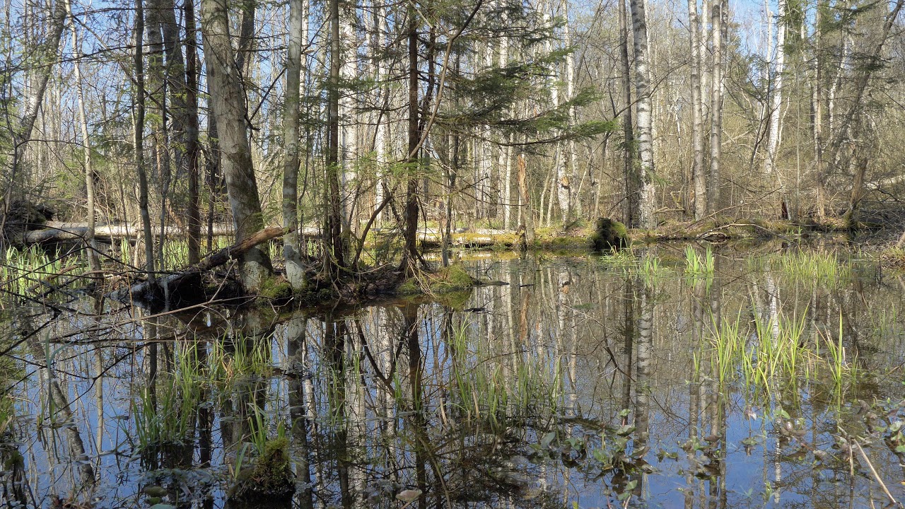 Kevade hääled looduses - YouTube